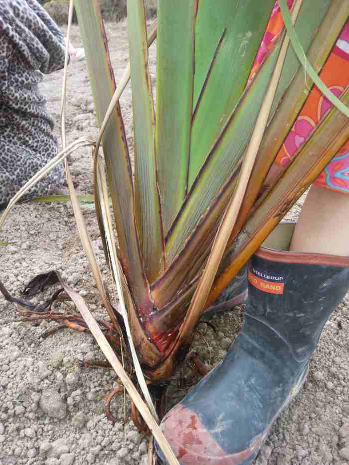 Splitting, Dividing and Transplanting NZ Flax and Phormium (or Grasses)