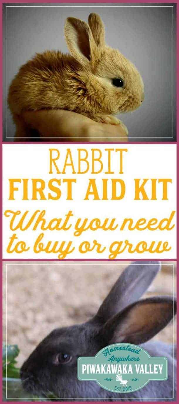 Rabbit First Aid Kit - Everything you will need in an Emergency for ...