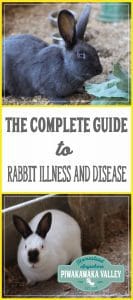 The Complete Guide to Rabbit Illness and Disease