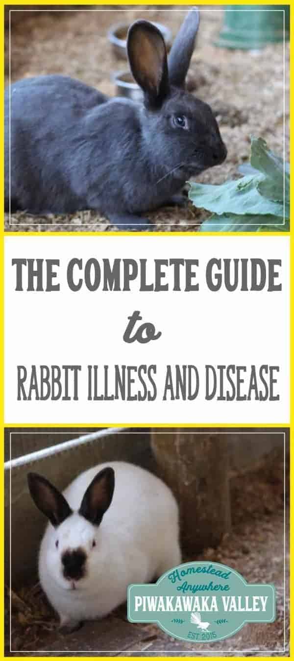 The Complete Guide to Rabbit Illness and Disease