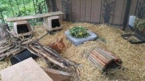 How to Breed Rabbits and Raise Healthy Kits