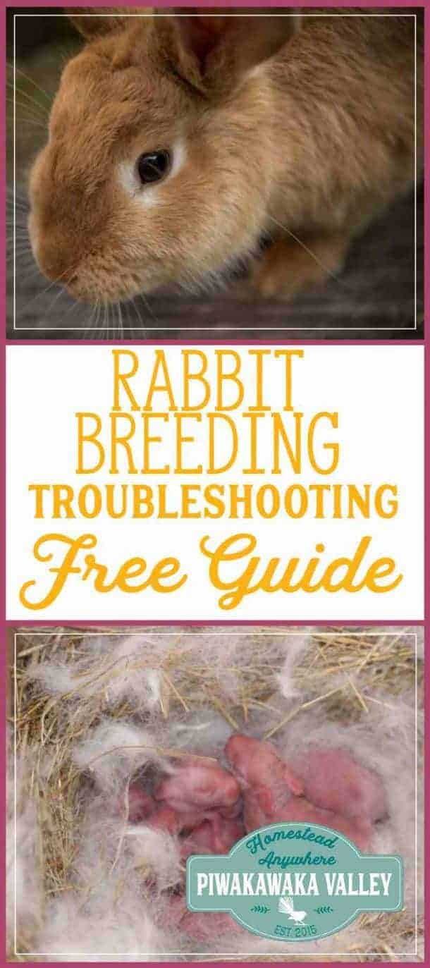 Rabbit breeding problems: Why won't my rabbits breed troubleshooting guide