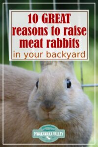 10 Reasons to Raise Backyard Meat Rabbits - A Sustainable Meat Source ...