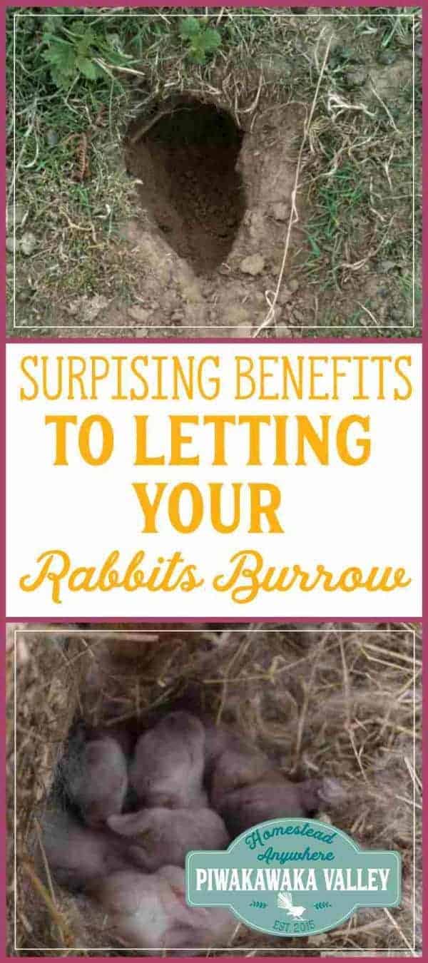 7 Surprising Health Benefits to Allowing Rabbits to Burrow in Dirt