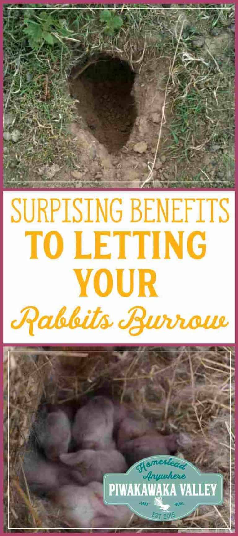 7 Surprising Health Benefits to Allowing Rabbits to Burrow in Dirt