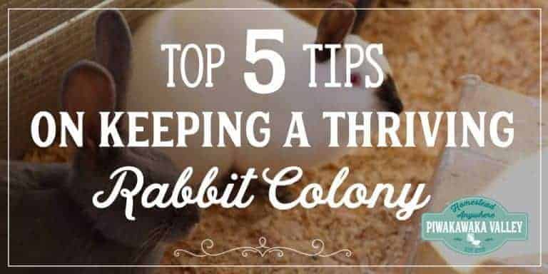 The Ultimate Resource Collection for Raising Meat Rabbits in a Colony