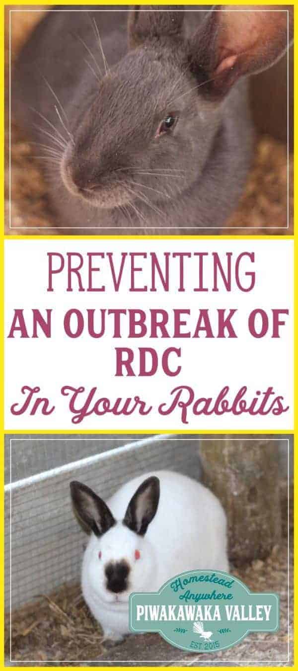 Preventing an Outbreak of Rabbit Calicivirus in your Rabbitry