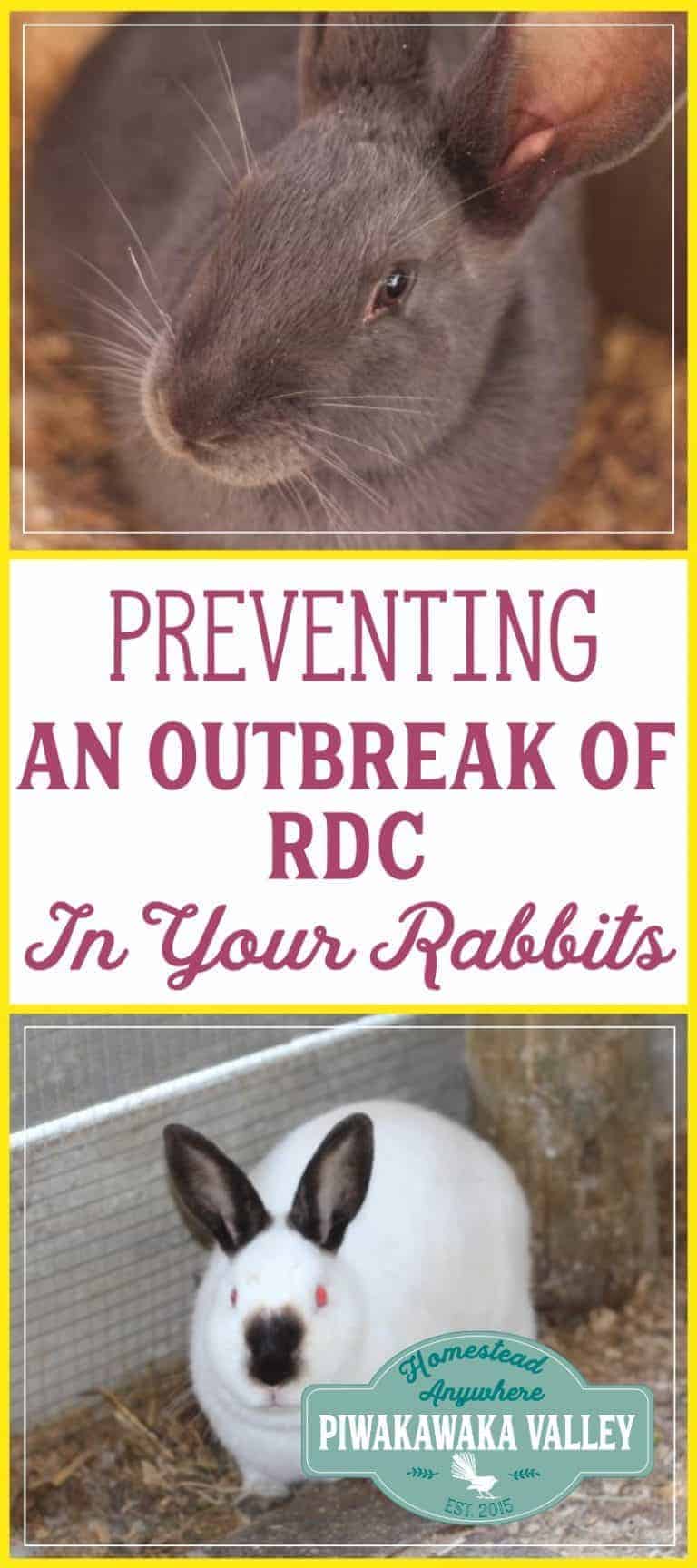 Preventing an Outbreak of Rabbit Calicivirus in your Rabbitry