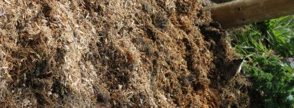 Tips for Growing Garlic to Guarantee a Bumper Crop (with video)