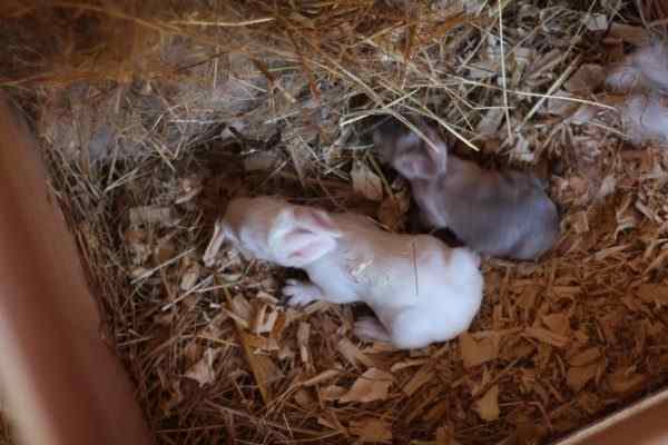 How to fatten up meat rabbits: 4 Steps to Ensure Optimum Growth in Meat ...