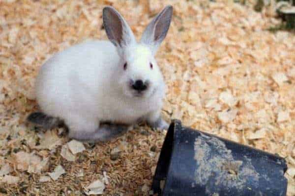 Preventing Rabbit Diseases in your Rabbitry | what to do for a sick rabbit