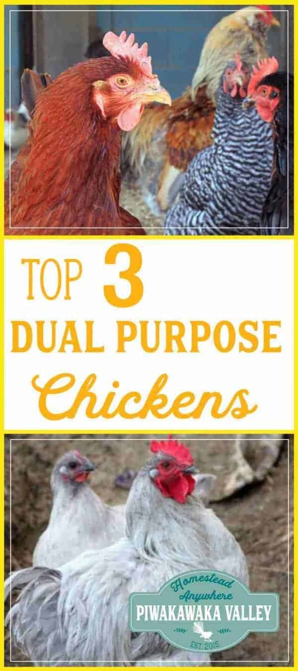 Top 3 Dual Purpose Chicken Breeds for Your Homestead and Their Benefits