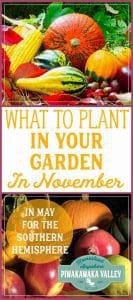 What to Plant in your Fall Vegetable Garden in November (or May)