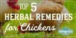 5 Natural Home Remedies for Sick Chickens | natural antibiotics for ...