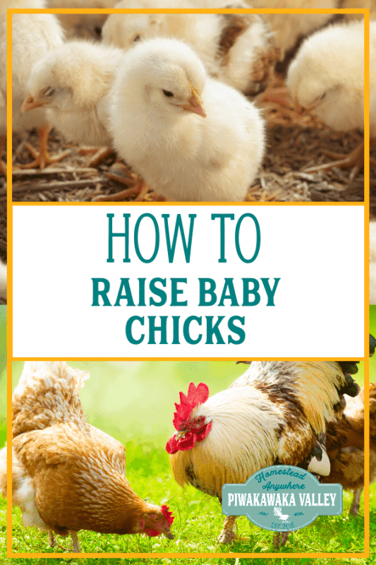 How to Raise Baby Chicks: Raising Baby Chickens