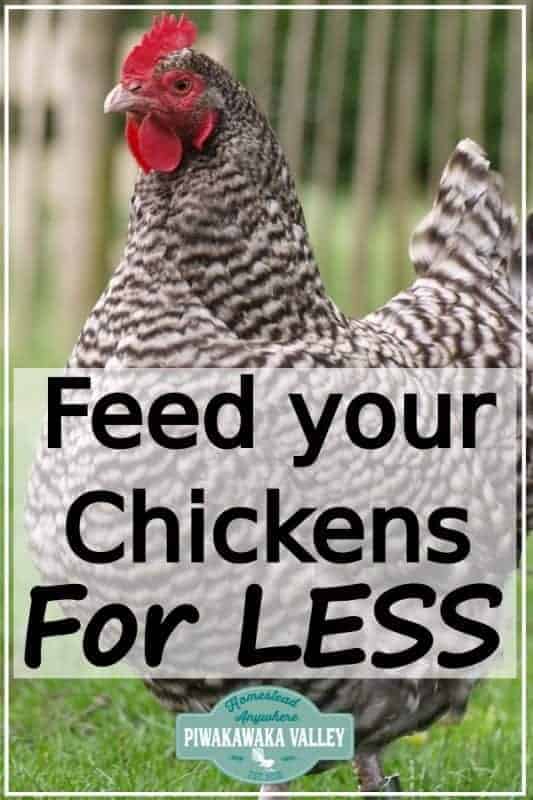 15 Effective Ways to Save Money Feeding Your Chickens: Cut your chicken ...
