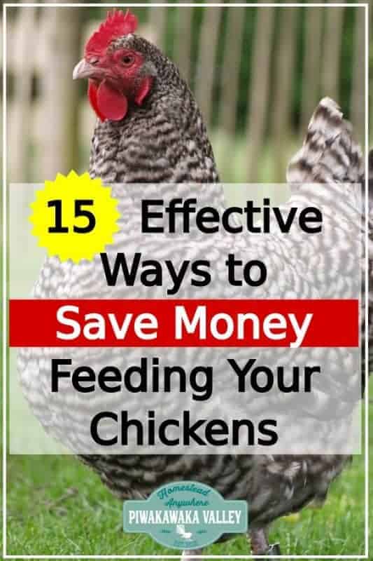 15 Effective Ways to Save Money Feeding Your Chickens: Cut your chicken ...