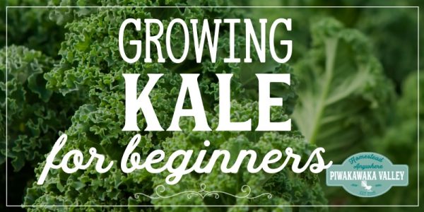 New Zealand Vegetable Garden Planting Guide - NZ Weekly Garden Calendar