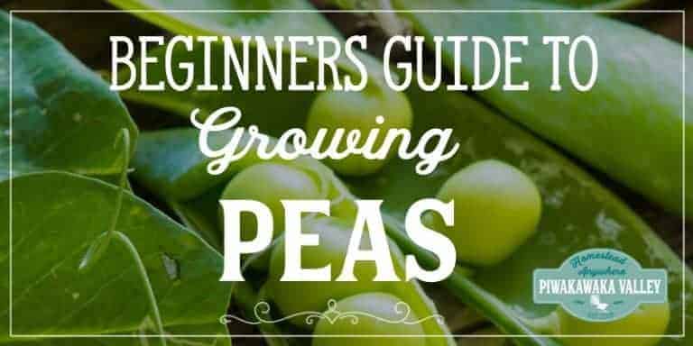 New Zealand Vegetable Garden Planting Guide - NZ Weekly Garden Calendar