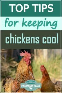 7 Top Tips on How to Keep your Chickens Cool During the Summer Heat