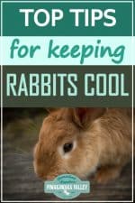 8 Top Tips To Keep Rabbits Cool This Summer