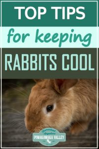 8 Top Tips To Keep Rabbits Cool This Summer
