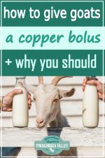 How often to copper bolus goats