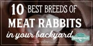 10 Best Meat Rabbit Breeds: Choosing a Breed of Meat Rabbit