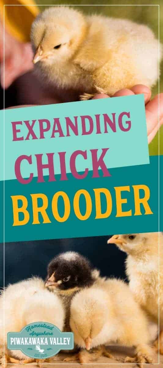 Surprisingly Simple Expandable DIY Chicken Brooder | Raising Chickens