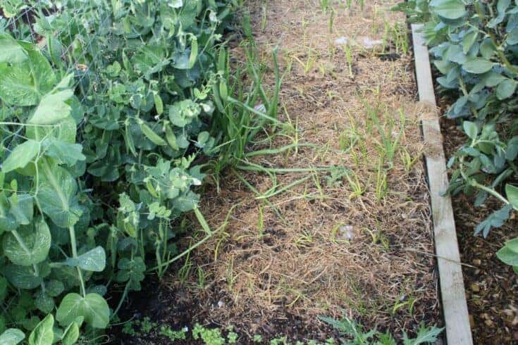 Why aren't my vegetable plants growing? Stunted plants and nitrogen ...