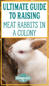 The Ultimate Guide to Raising Meat Rabbits in a Colony