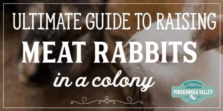 Plan the BEST Rabbit Colony Setup: Housing Meat Rabbits in a Colony
