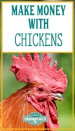 How to make money with chickens - what we do that works