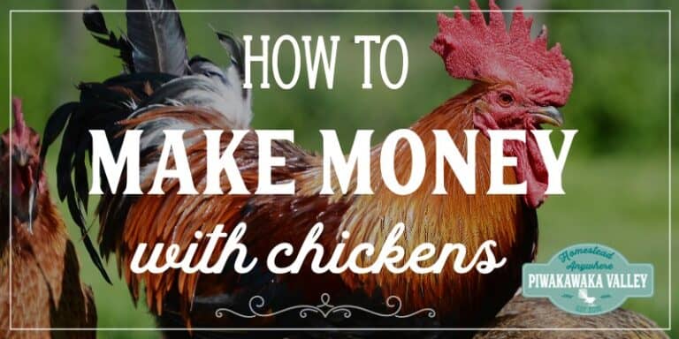 Best Backyard Chickens for Beginners Guide: Everything you need to know ...