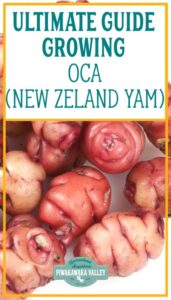 Growing Oca (Oxalis tuberosa or New Zealand Yam)