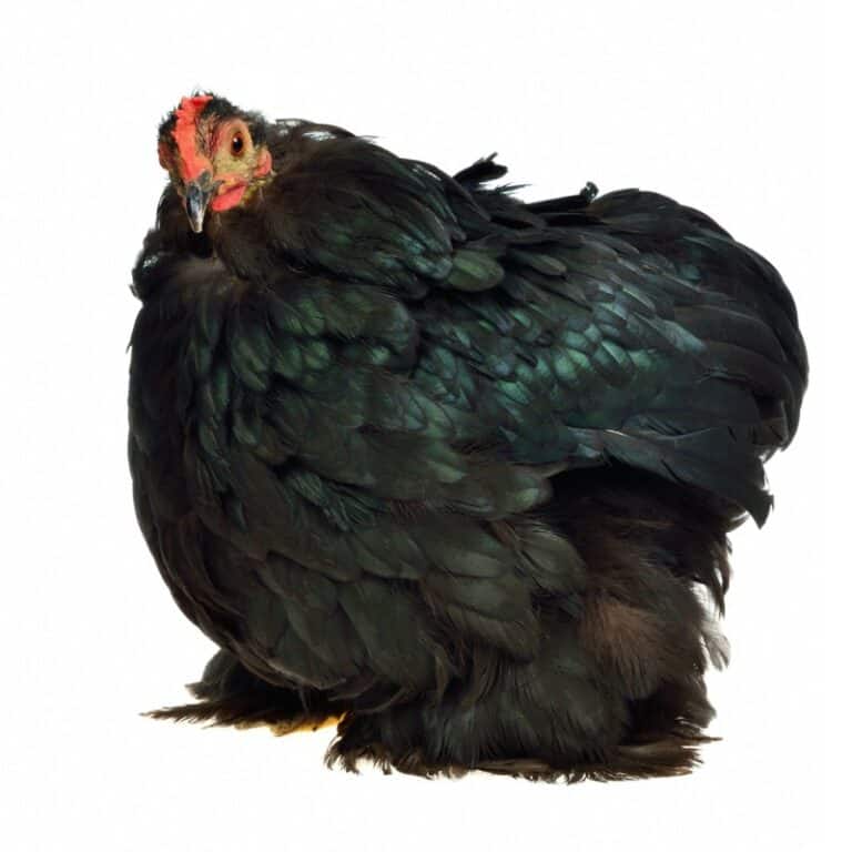 10 Best broody chicken breeds