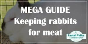 The Ultimate Resource Collection for Raising Meat Rabbits in a Colony