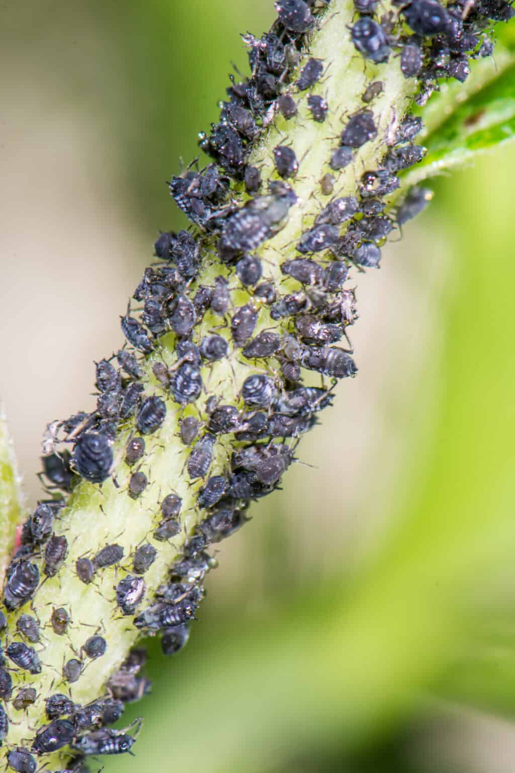 Black bugs on Cucumbers - How to treat a melon aphid infestation