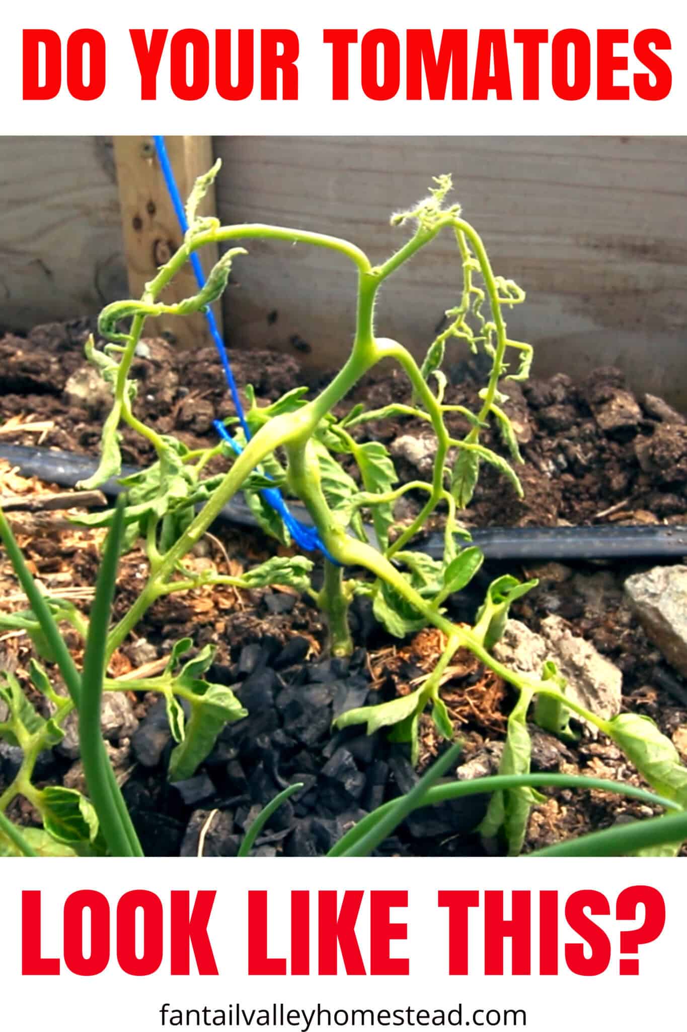 Fixing soil contaminated with persistent herbicide (killer compost cure)